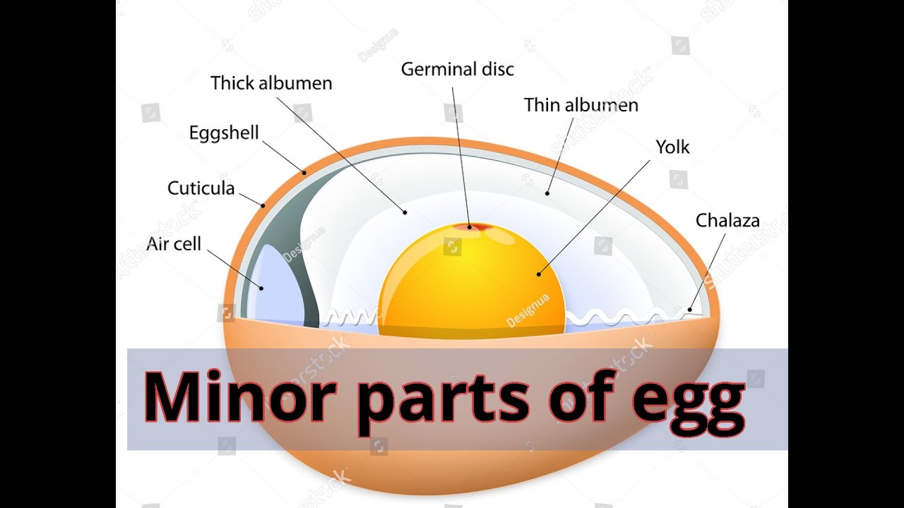 Structure of Egg | Part II - YouTube