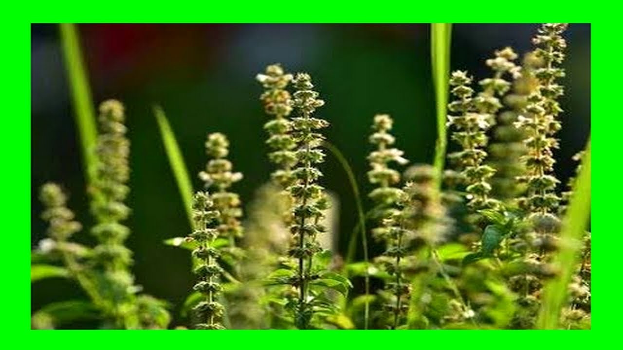 How To Grow Tulsi From Seeds and Cuttings : Grow Basil at home - YouTube
