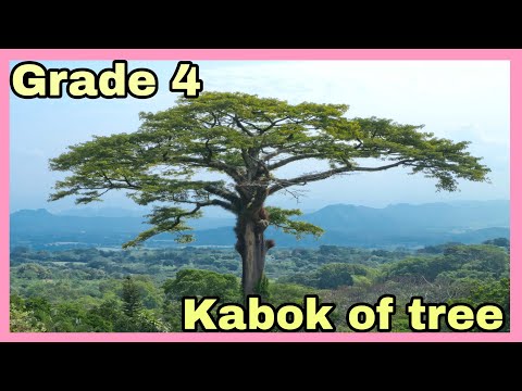 *Adaptations of the Kabok Tree in the Amazon*grade 4 - YouTube