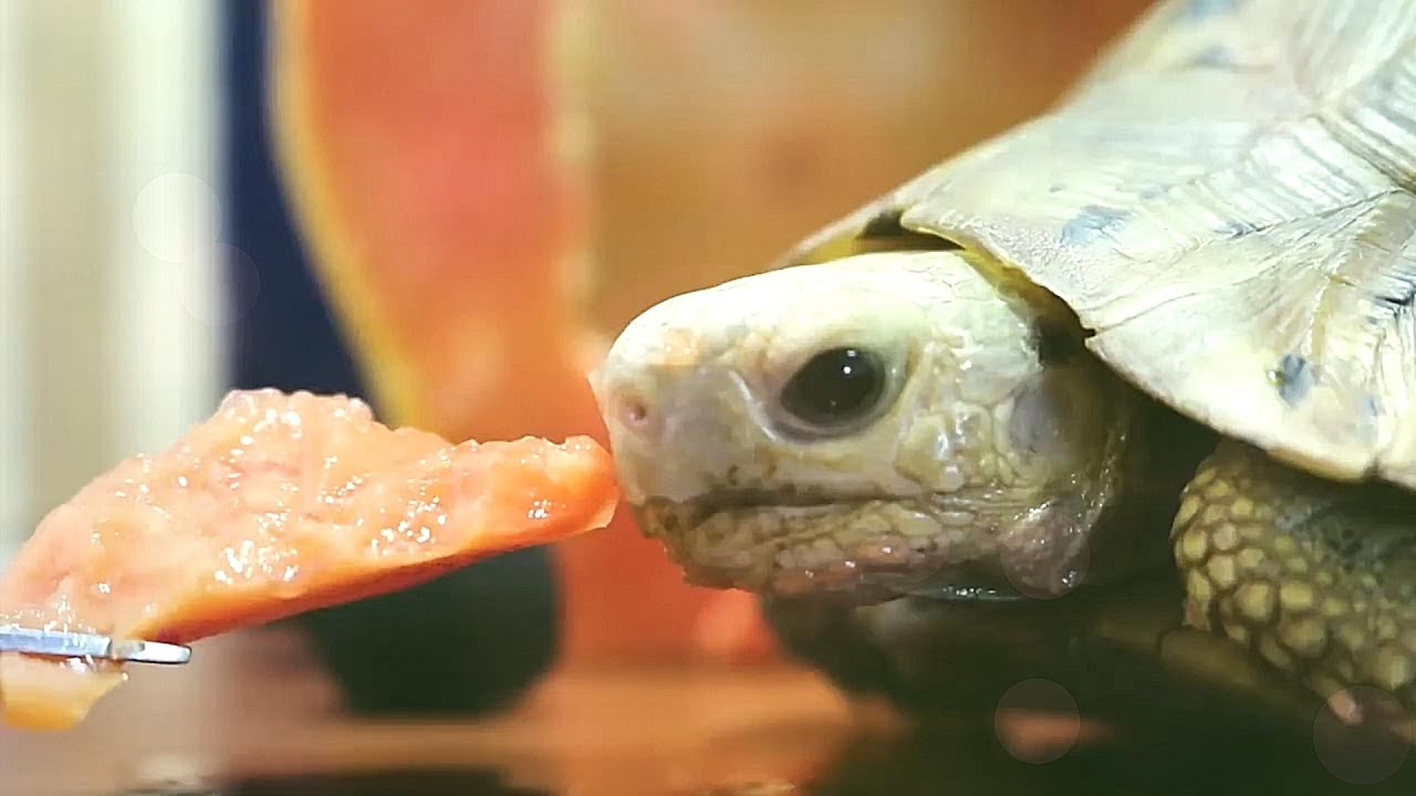 Papaya Fruit | ASMR Mukbang | Cute Turtle Tortoise | Eating Food I ...
