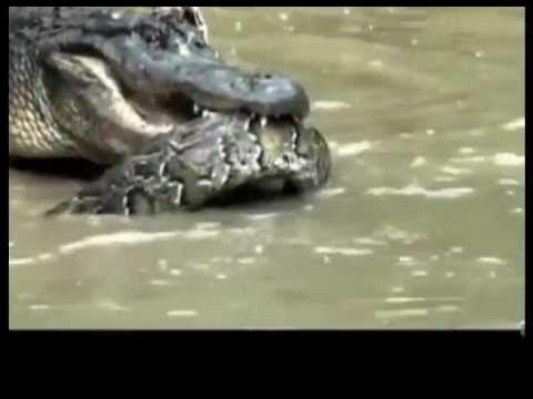 Python vs Alligator Fight - YouTube