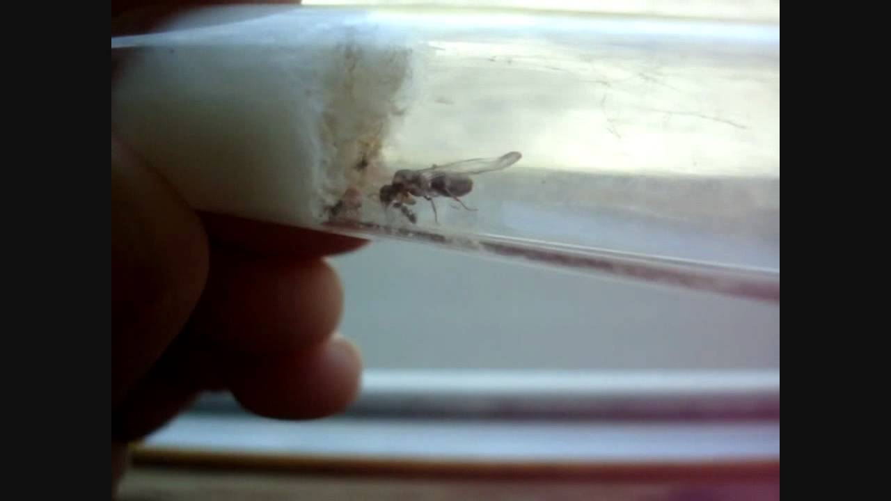 Rundown On What To Do When You Find a Queen - AntsCanada Tutorial #16 ...