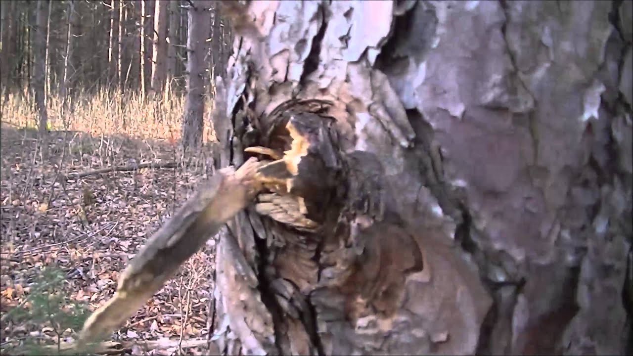 Finding Fat wood In the North Eastern USA - YouTube