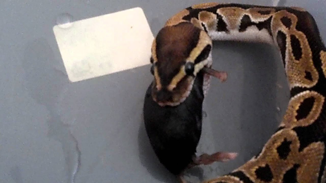 Emmy - Python Royal qui mange le 1er blachon rat - YouTube