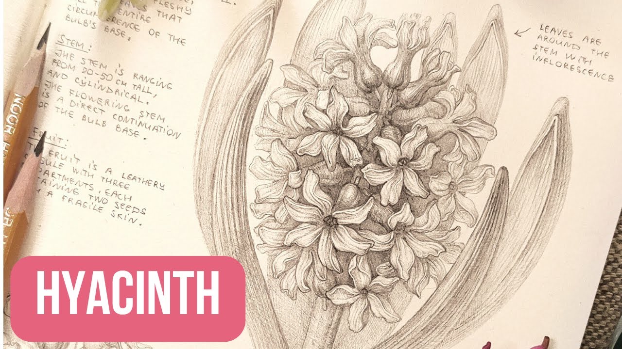 Drawing HYACINTH with Graphite Pencil 💜| Step by Step | Monthly Plant ...