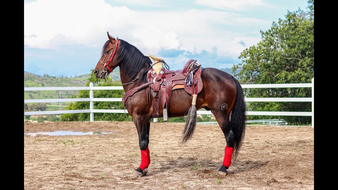 El Inocente Caballo Cuafrisian - YouTube