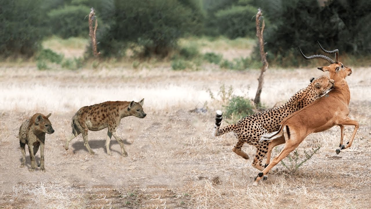 Leopard And Hyenas Hunt Antelope - YouTube