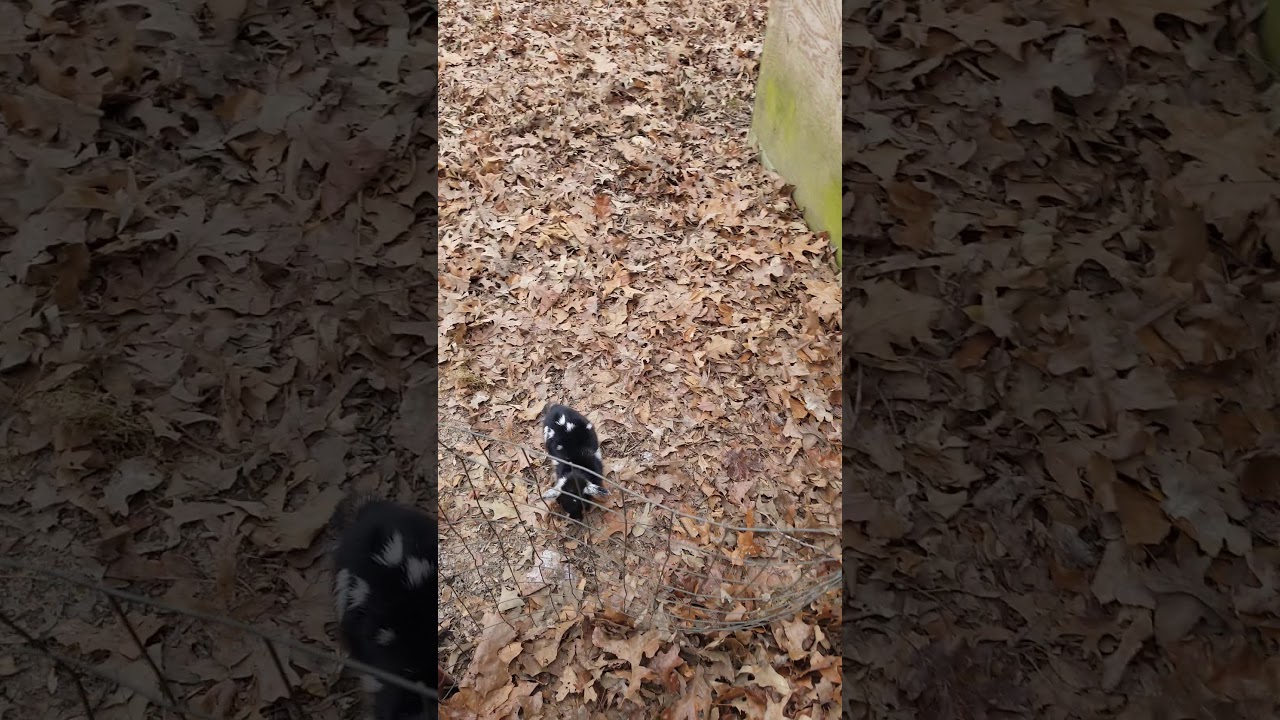 Combo the baby goat - YouTube