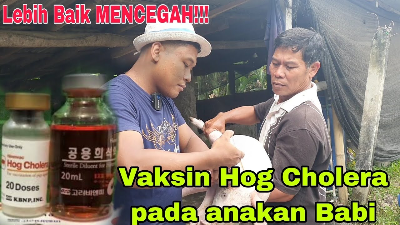 Pentingnya dan Proses Vaksin Hog Cholera Peternakan Babi Di Bali - YouTube