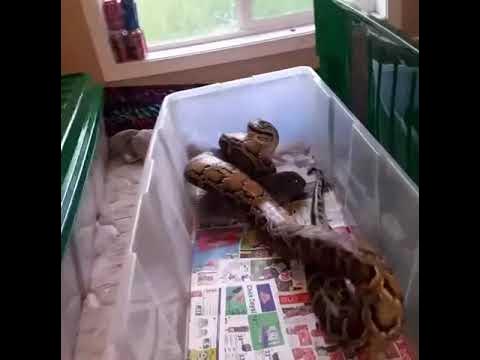 Burmese python taking down a Rabbit! - YouTube