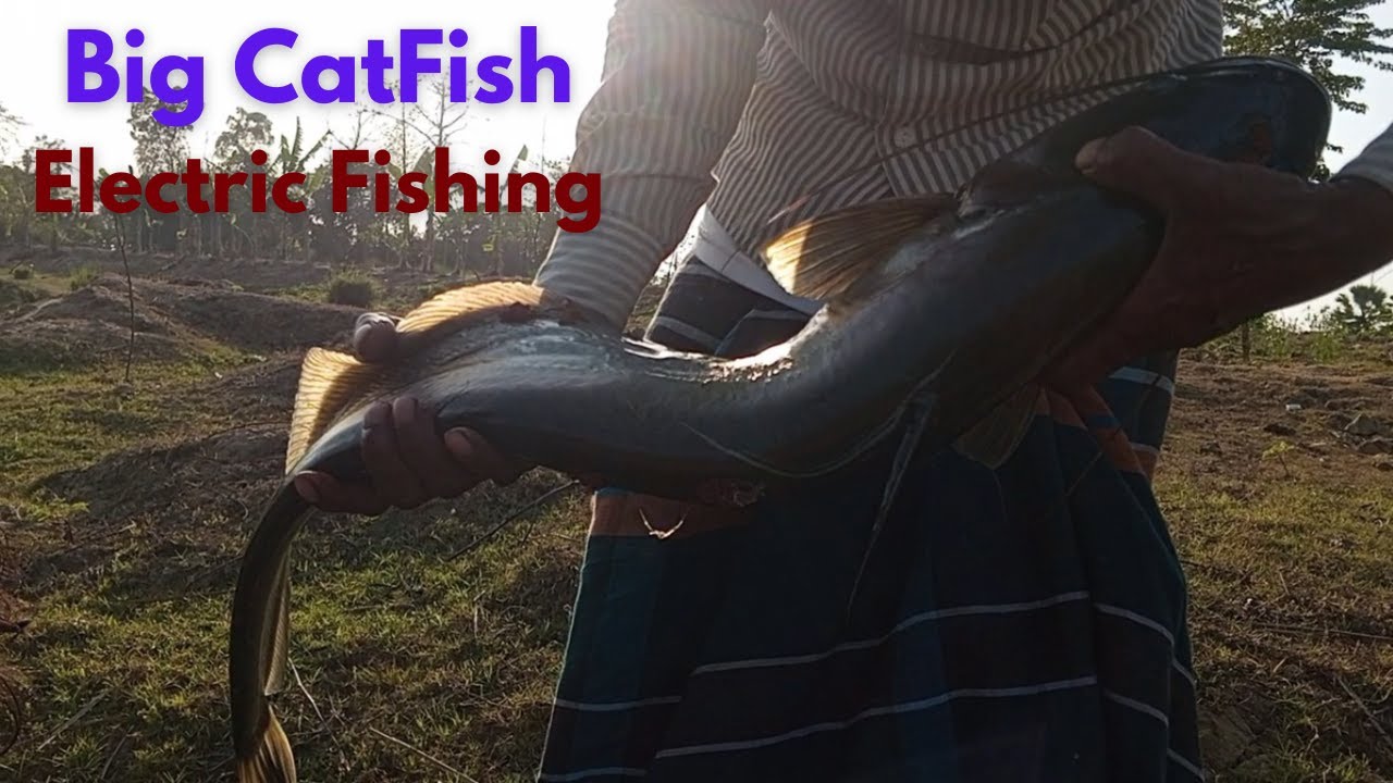 Electric fishing in small river - YouTube