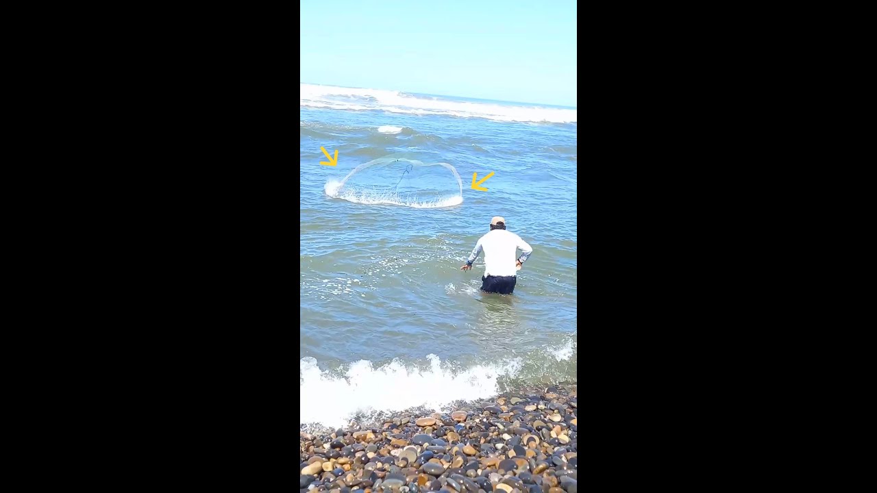 Mira Así se PESCA Muchos Peces con ATARRAYA en el mar Agitado - fishing ...