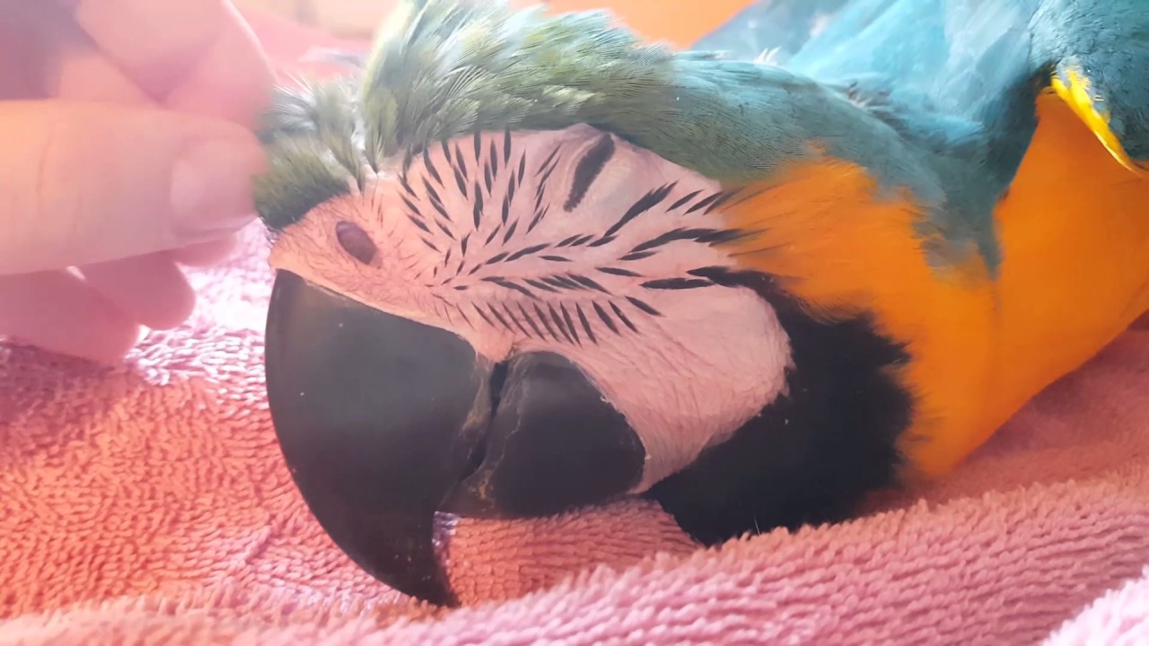 Scritches - YouTube