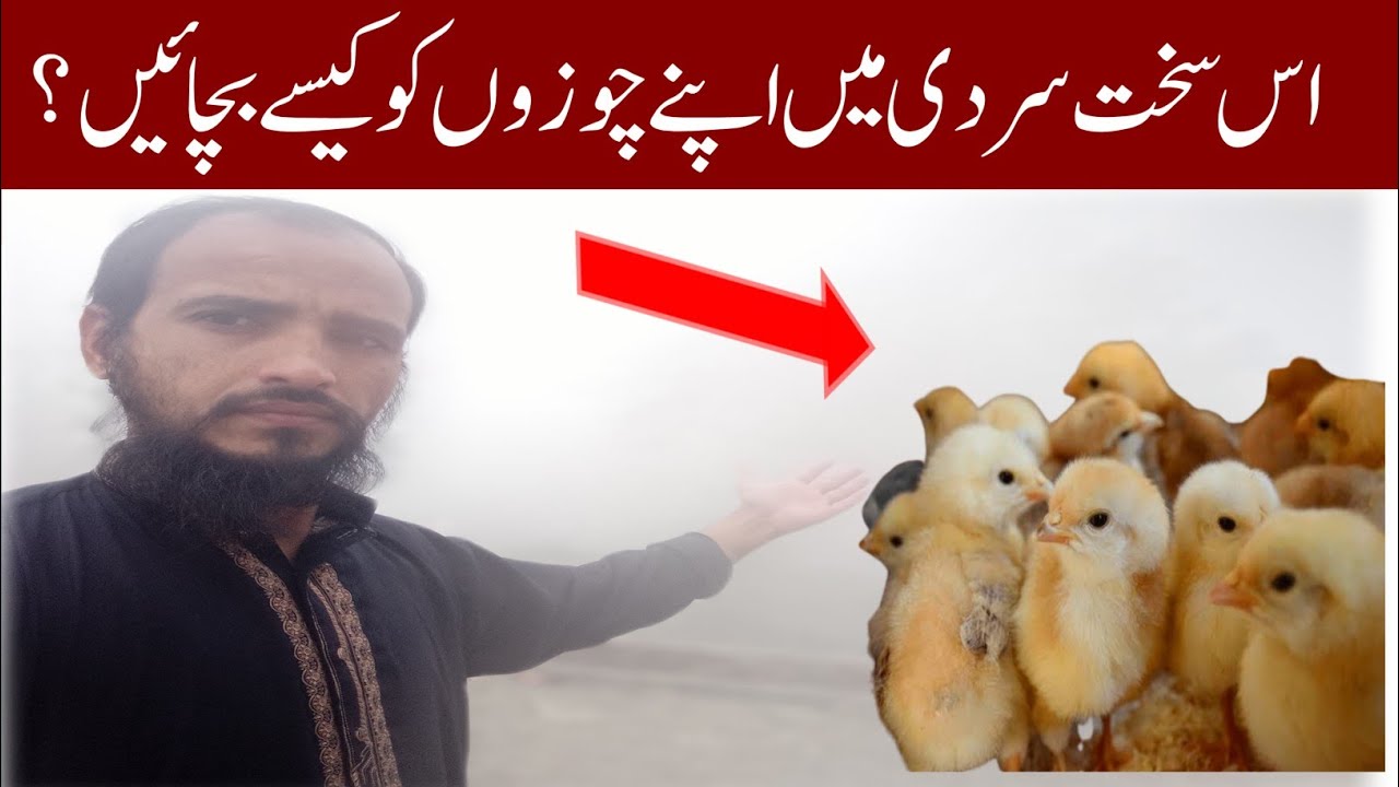 How to Keep Chickens Warm in Winter Nights | Chicken Winter Medications ...