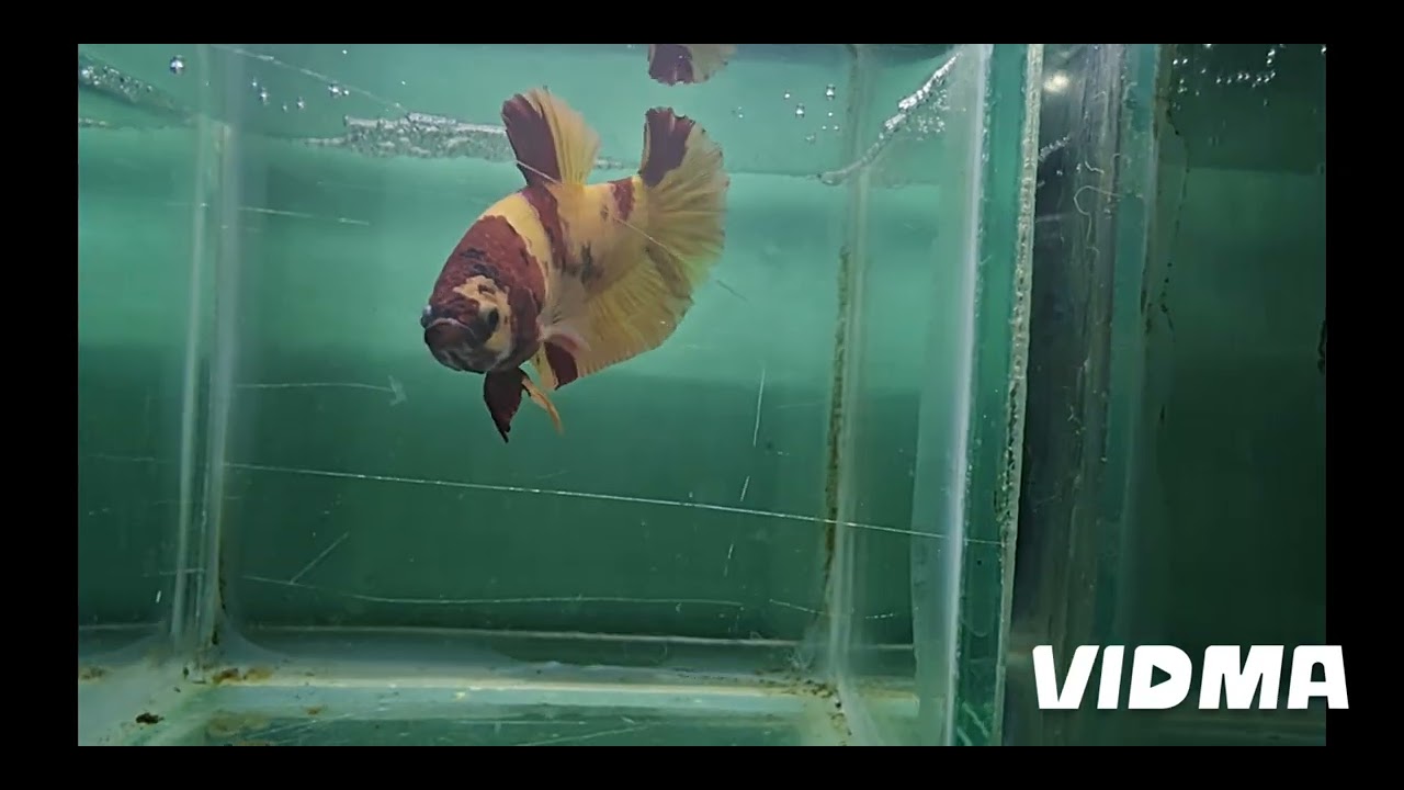 Nemo Plaket | Betta Available in fs betta hub - YouTube