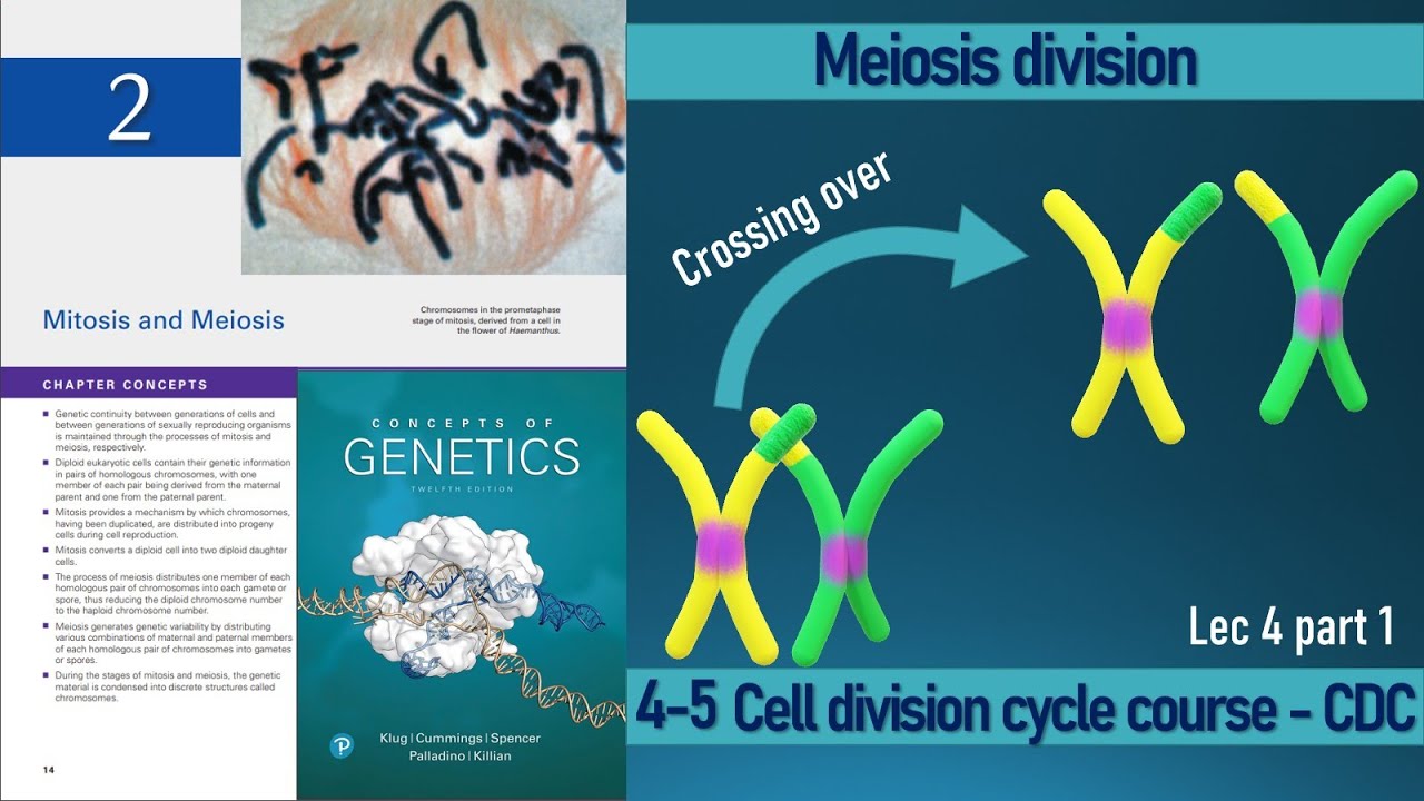 5-4 crossing over شرح بالعربى | cell cycle and cell division course ...