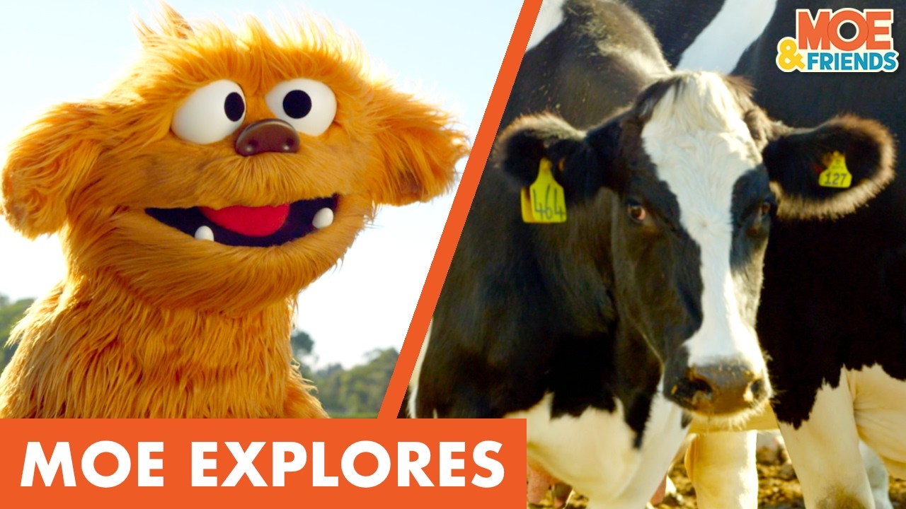 The Moe Show: Moe Explores — Dairy Cows - YouTube