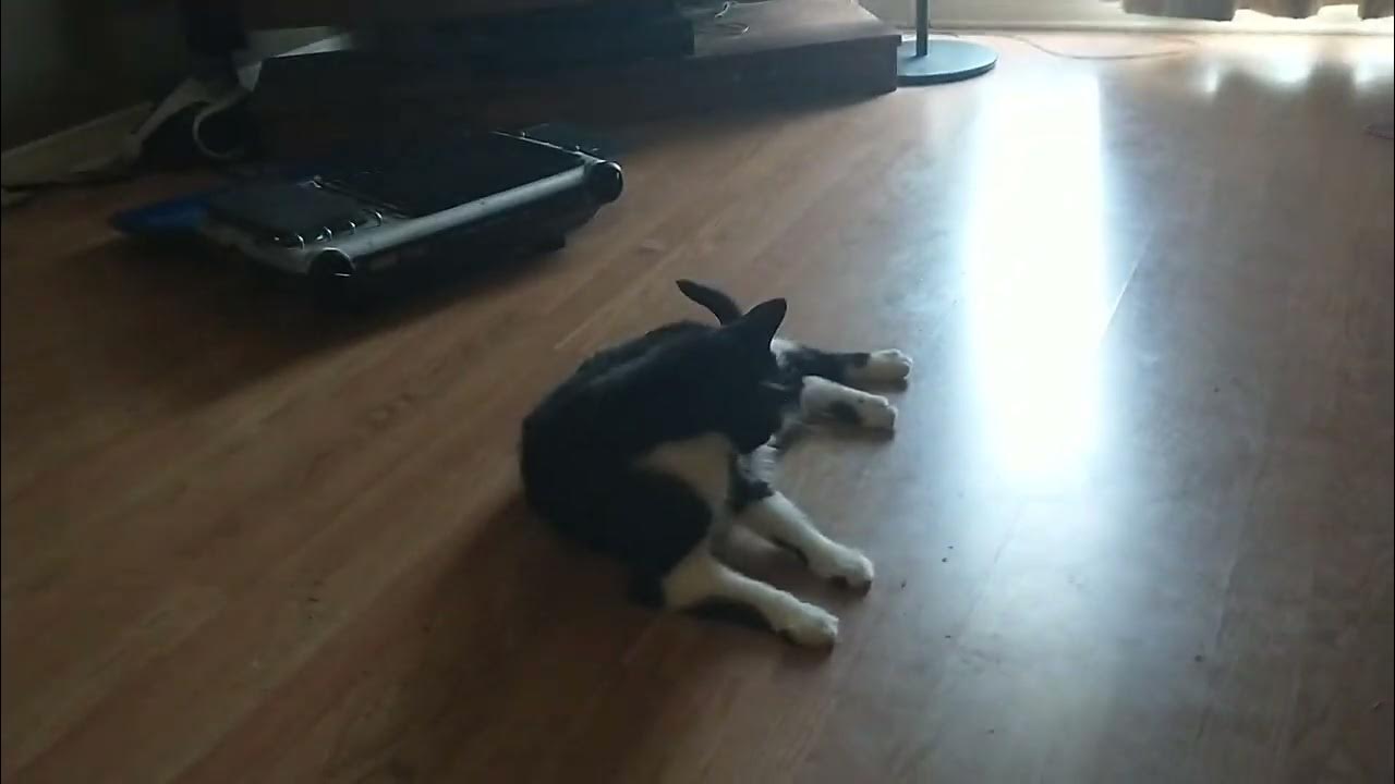 My cat enjoys catnip for 2 min - YouTube