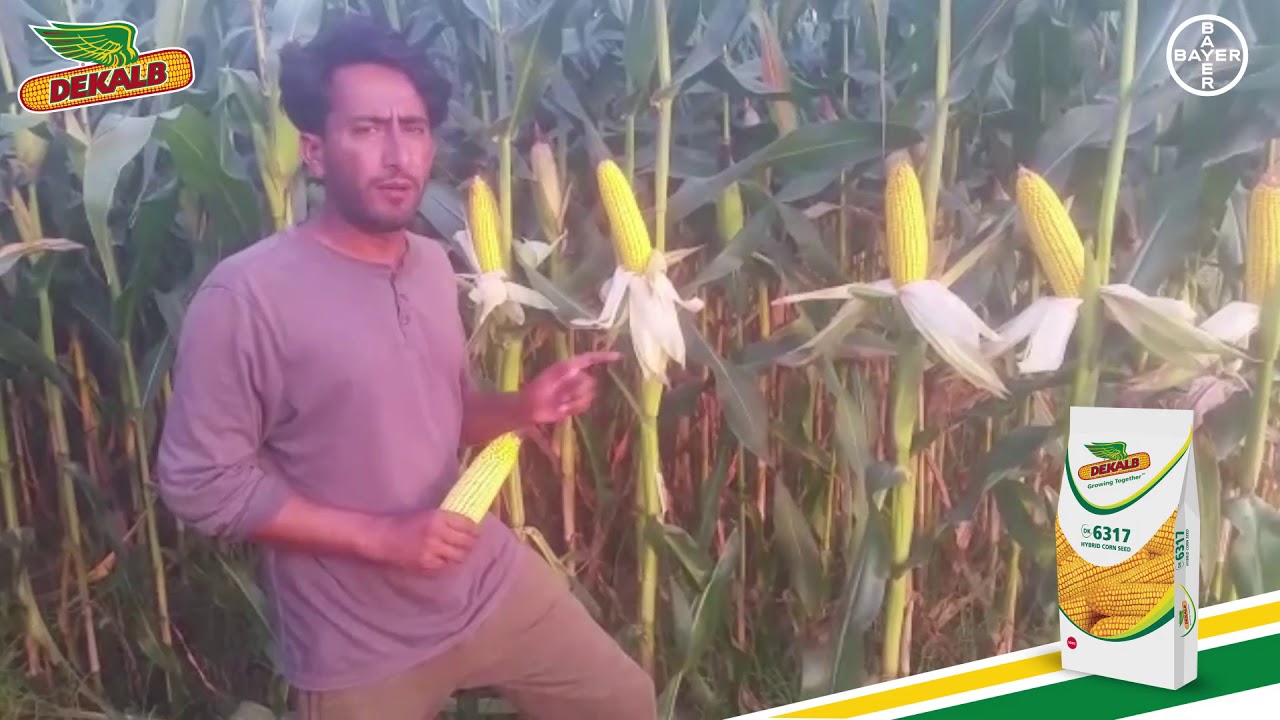 Dekalb | Testimonial | Bayer - YouTube