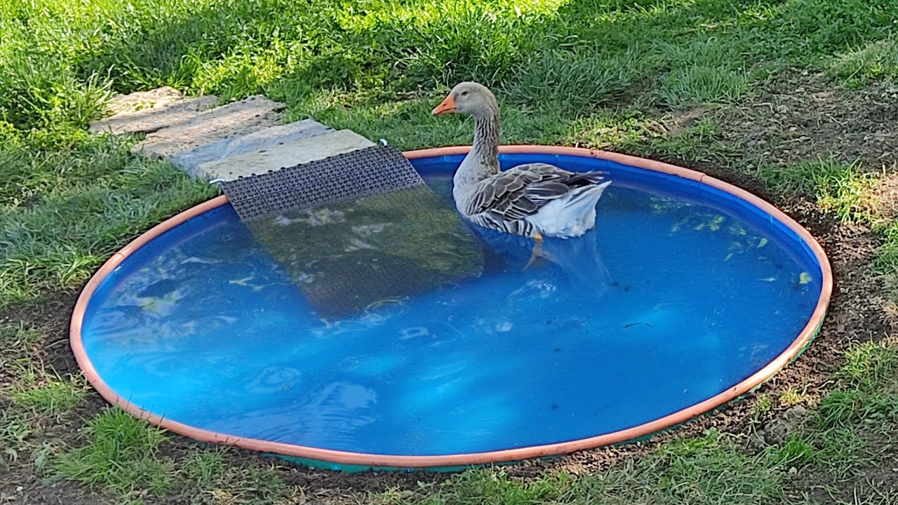 ¡Estanque para patos tope gama! - YouTube