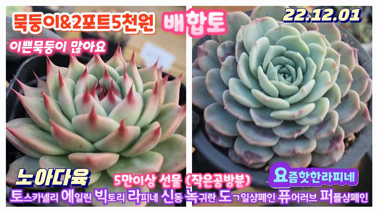 노아다육2탄2포트5천원부터 만원이하아이들라피네독일샴페인토스카넬리퍼플샴페인에일린덴트라쨈빅토리신동블루에프퓨어러브