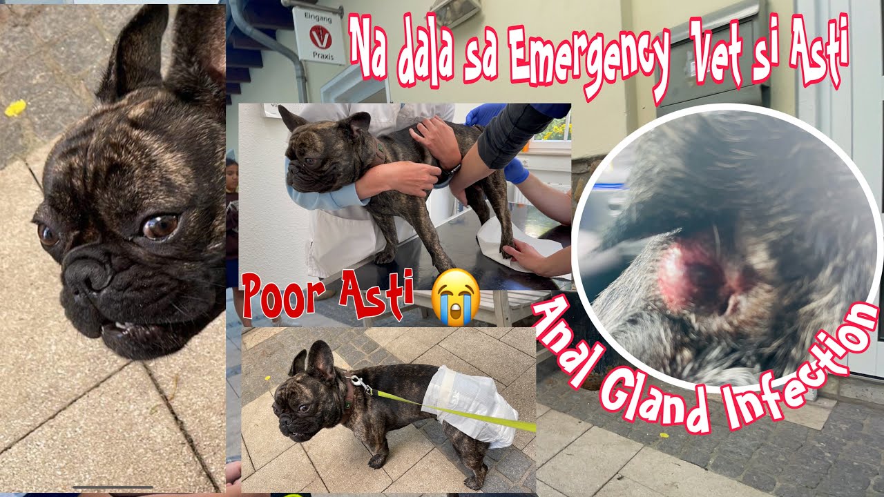 How Danger the Anal Glands Infection for Dogs - YouTube