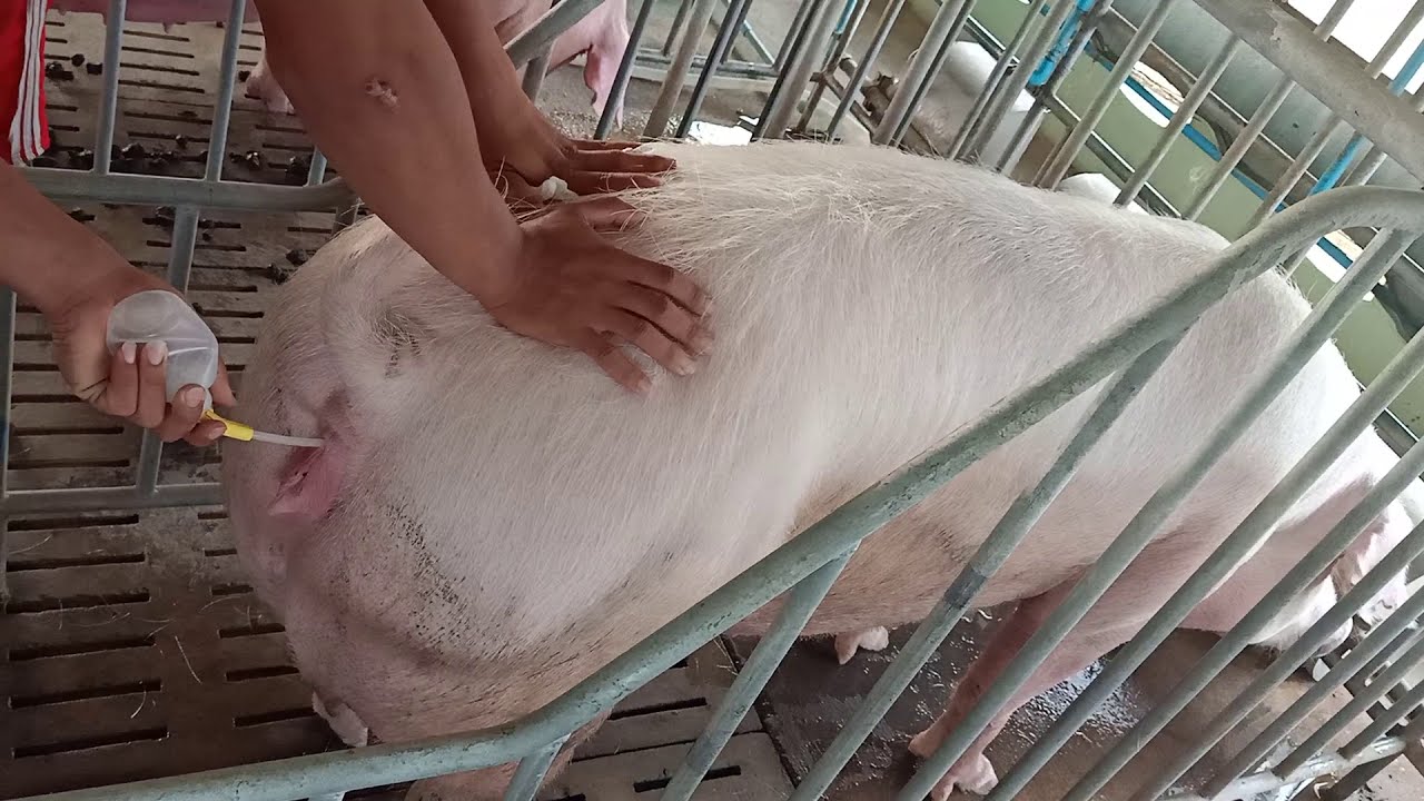 How to do artificial insemination in pig ...
