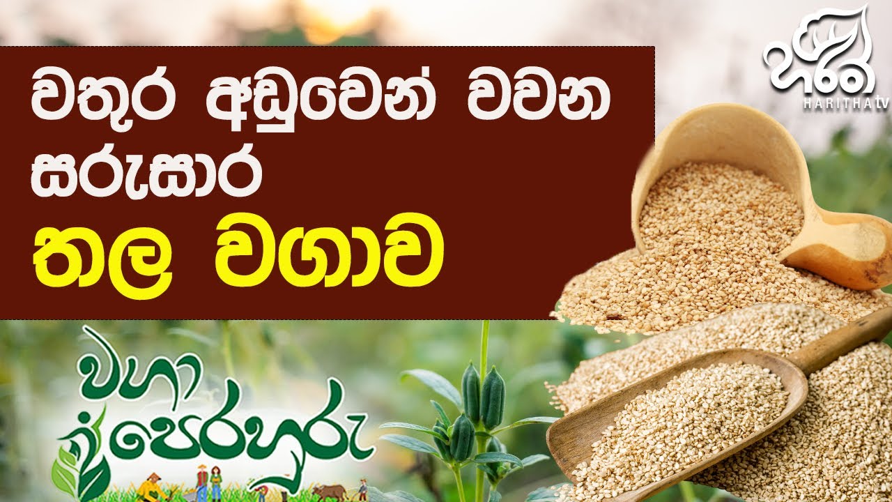 වියදම් අඩුවෙන් කරන තල වගාව Haritha Tv Waga Perahuru Thala Wagawa