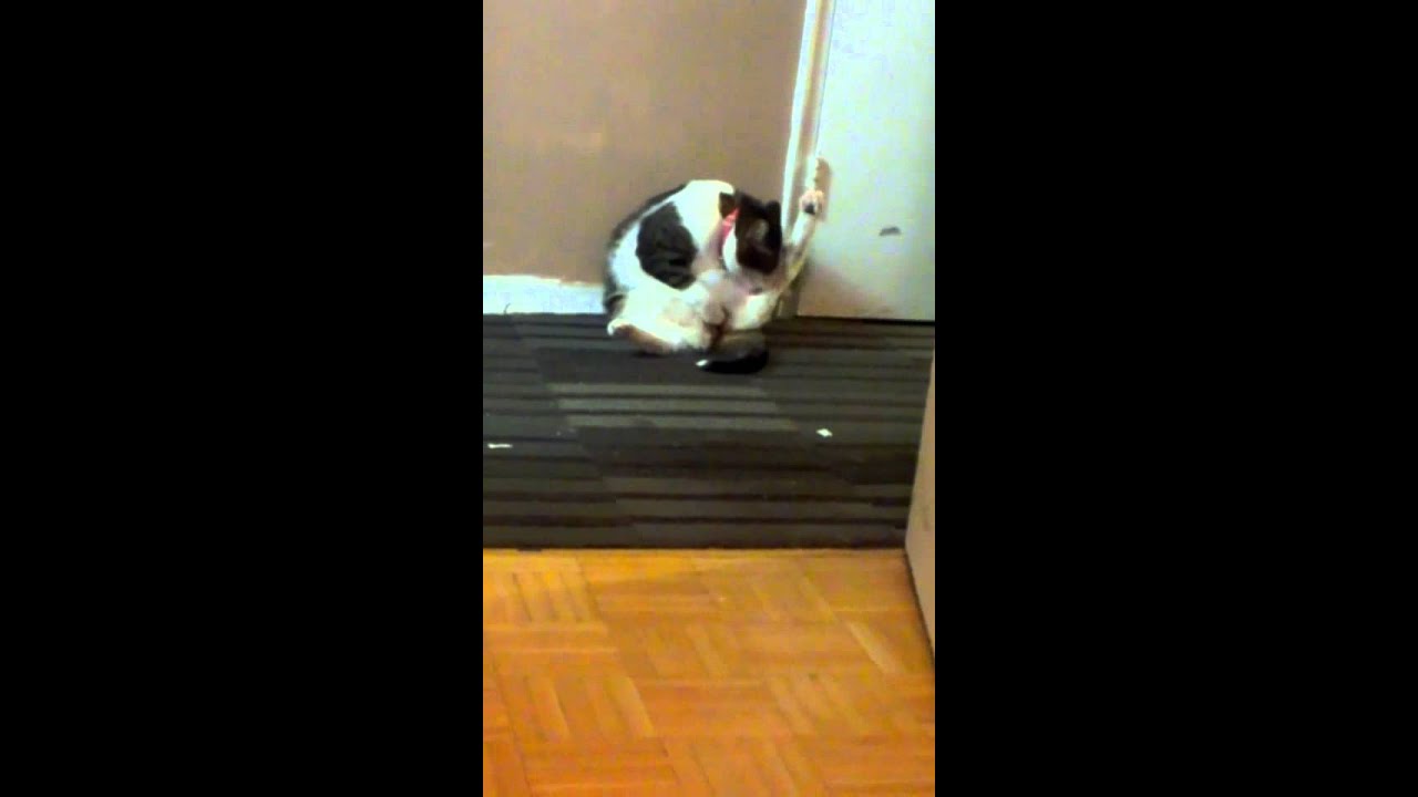 My perverted masturbating cat!! - YouTube