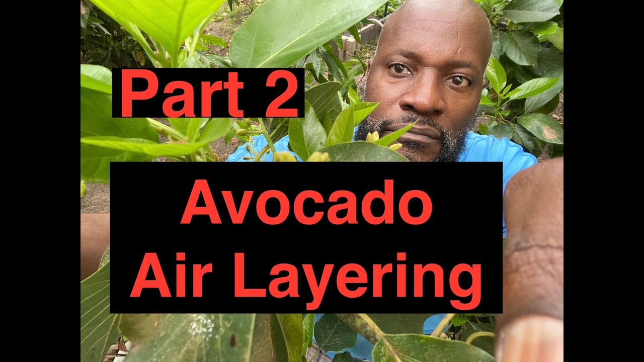 Avocado Air Layering Part 2 - YouTube