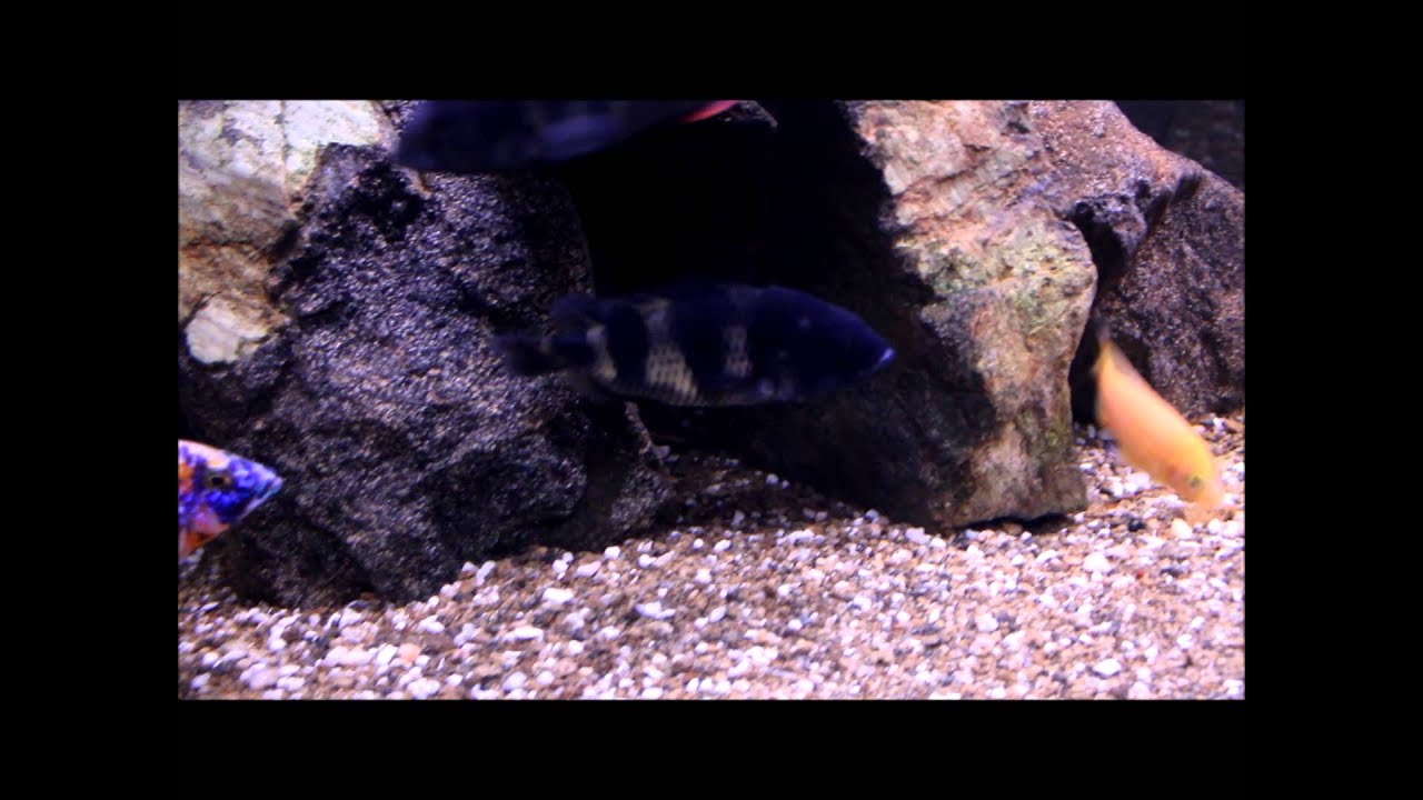 Venustus Cichlid :Amazing Fish - YouTube