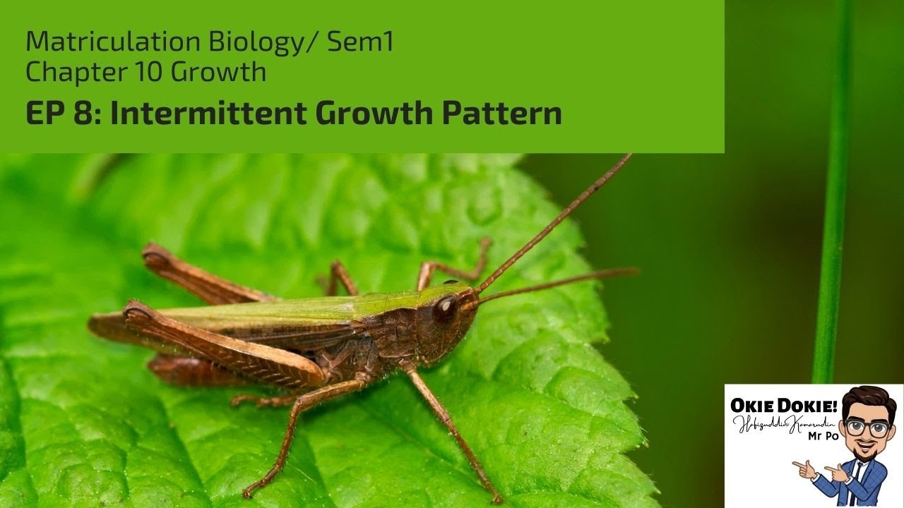 Chapter 10 EP 8 / Sem 1 : Intermittent Growth Pattern (Matriculation ...