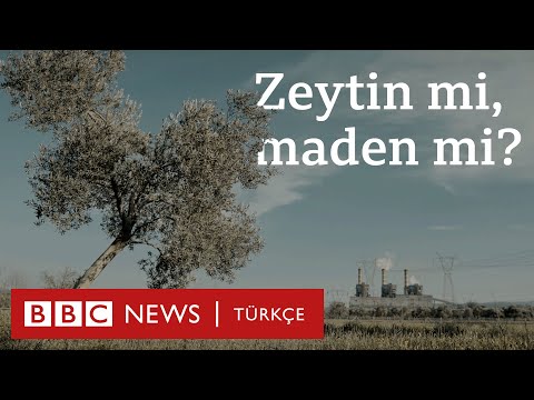 Zeytin ağacı mı, maden mi?