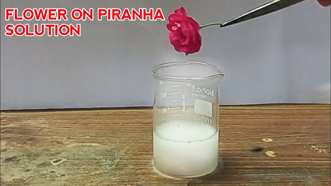 Flower's on Strong piranha solution || Piranha solution experiment ...