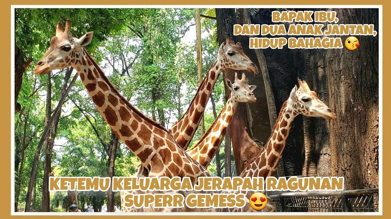 JERAPAH TAMAN MARGASATWA RAGUNAN 🦒 || DIRGAH, AYURI 70, JULANG, & TAZOO ...