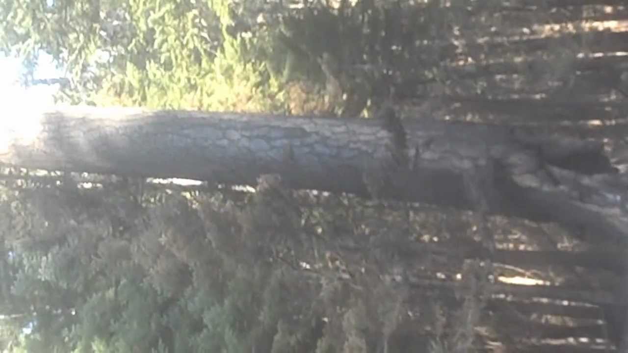 Timber Falling Pine in Idaho - YouTube