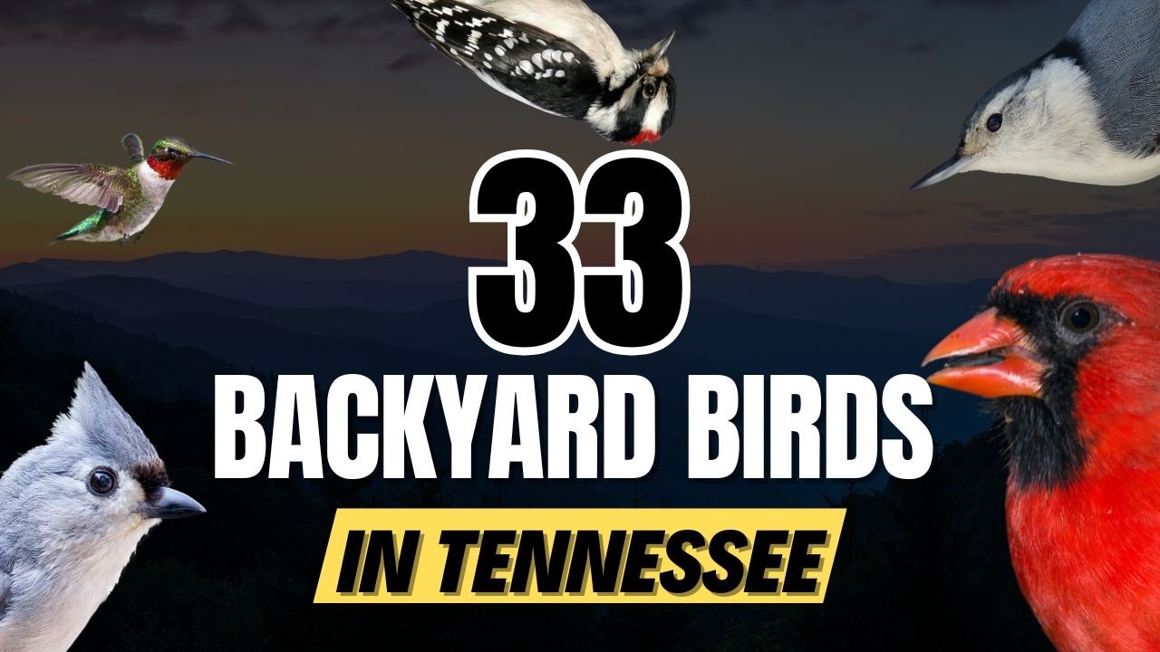 33 Backyard Bird Species in Tennessee - YouTube