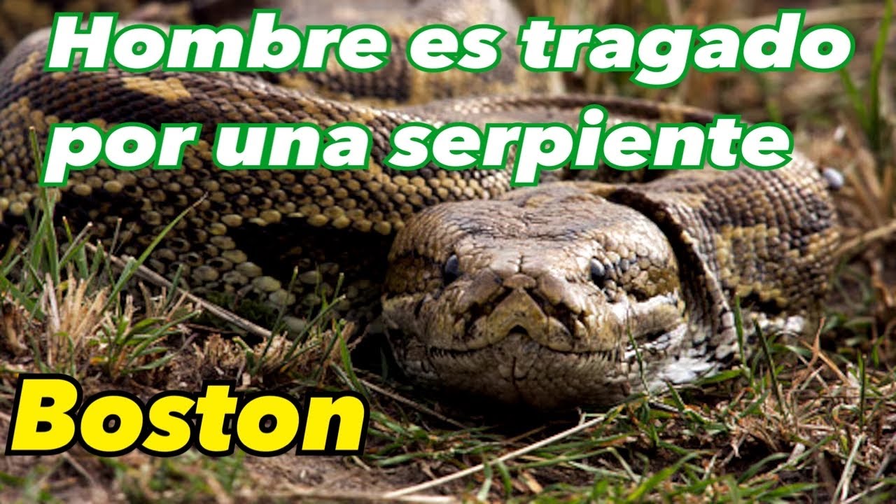 Serpiente se traga a un hombre - YouTube