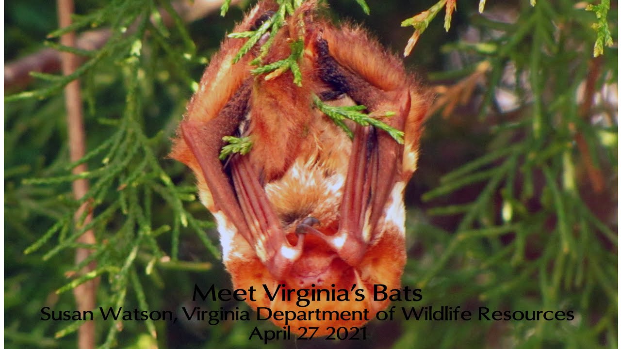 Meet Virginia's Bats - YouTube