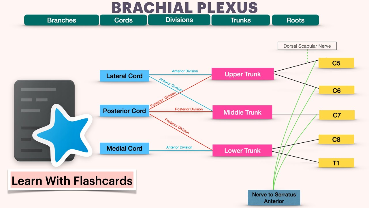 What is Brachial Plexus ? | Roots, Trunks, Division, Cords and Branches ...