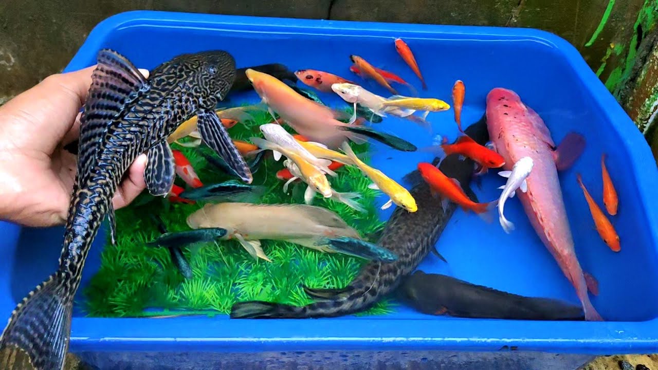 Campur Ikan Sapu Sapu Raksasa Aligator Ikan Koi Oscar Lele Paus Nila