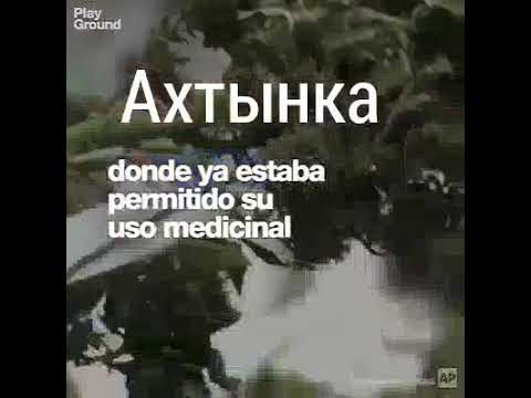 Çətənə Kollarinin istehsali