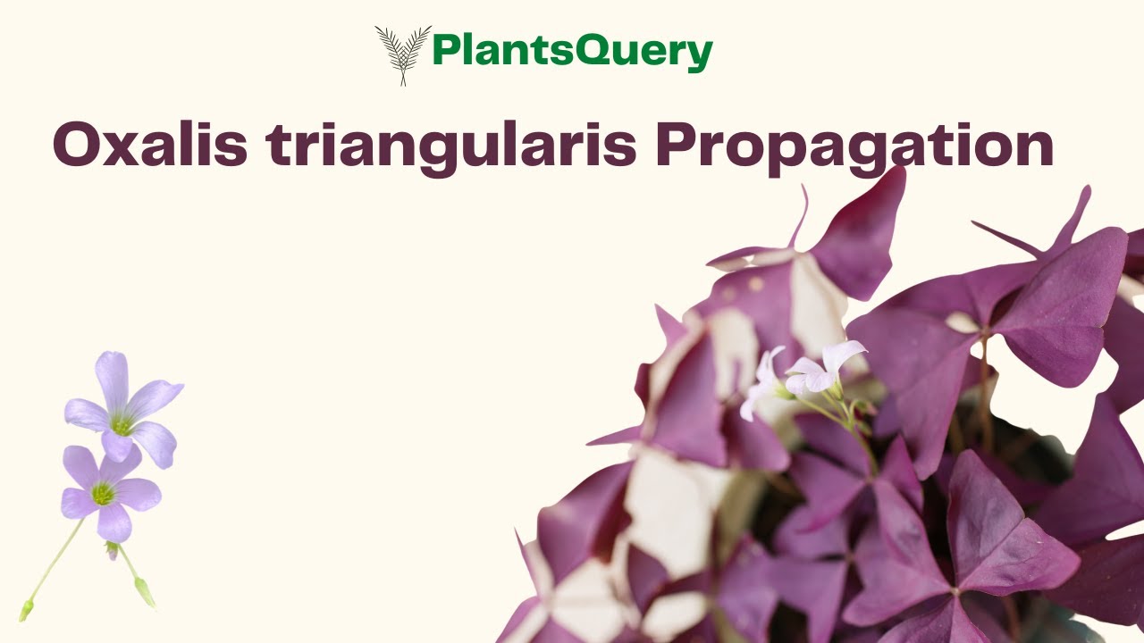 How to propagate Oxalis triangularis (False shamrock)? - YouTube