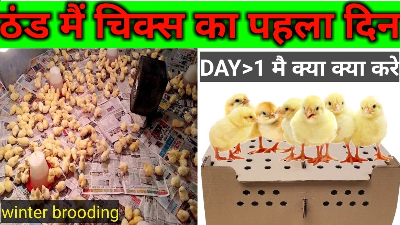 Day - 1 broiler poultry farming in winter | winter brooding management ...