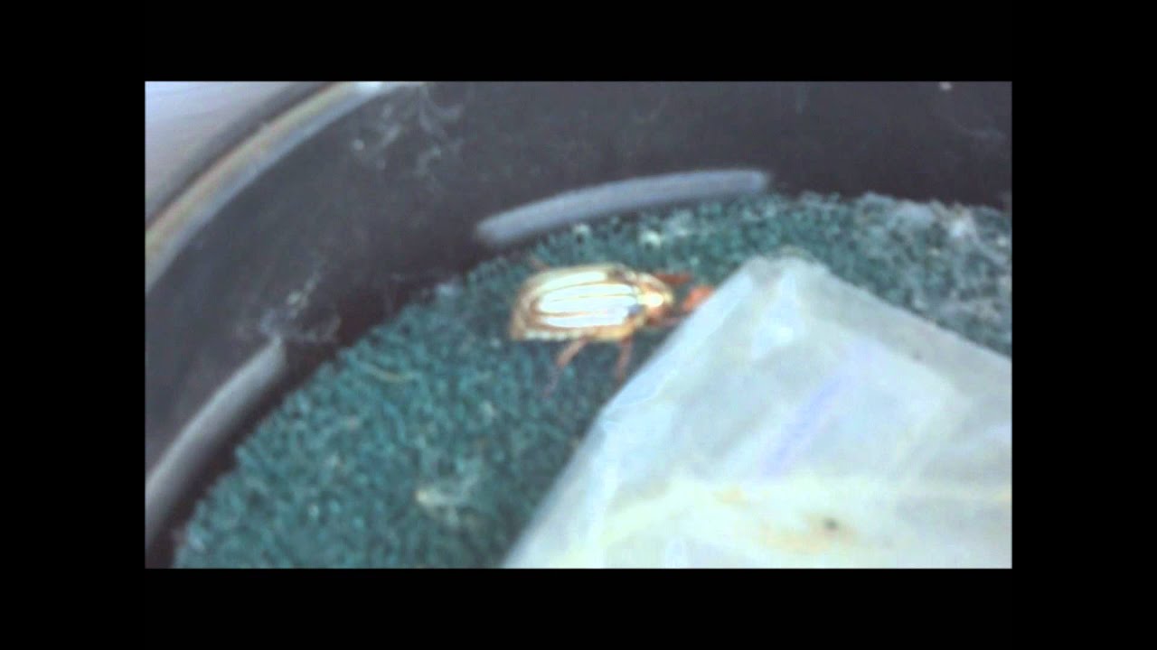 Giant June Bug - YouTube