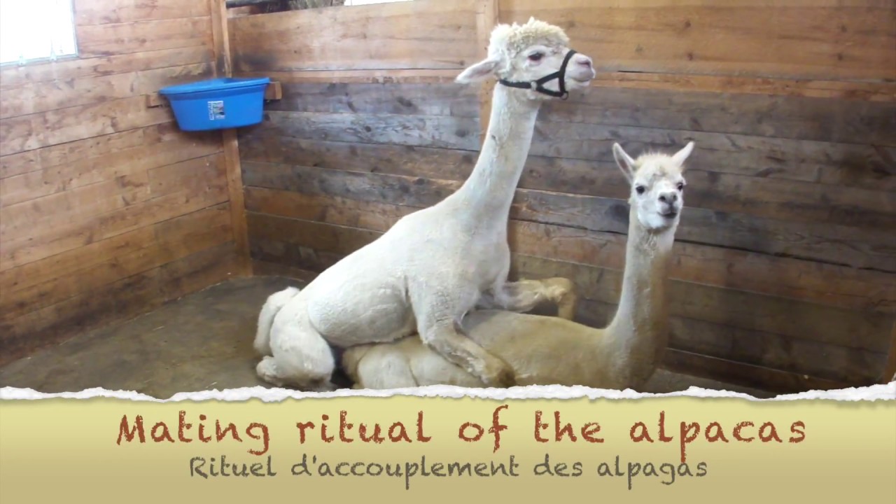 Mating alpaga - YouTube