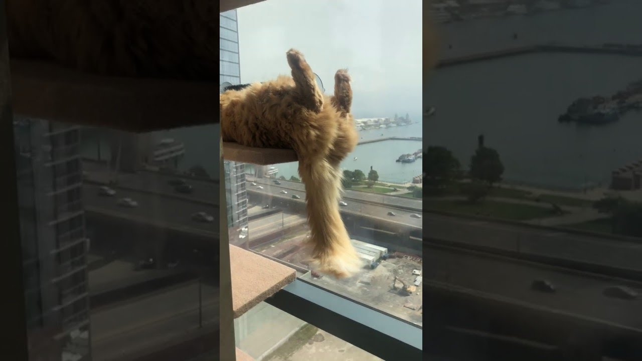 Cute Cat has Zero Cares || ViralHog - YouTube