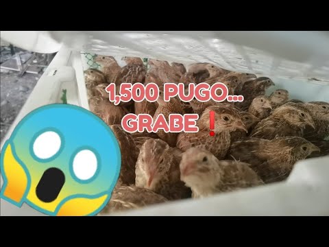 YT 009 100K Quail Egg Business Episode 3/ Dumating na ang 1,500 RTL ...