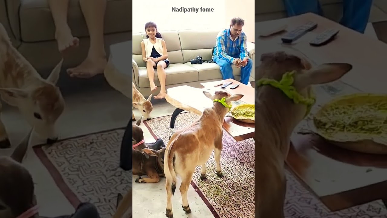 MiniCows #miniature Punganuru Cow's #ancient Indian Smallest Brahman ...