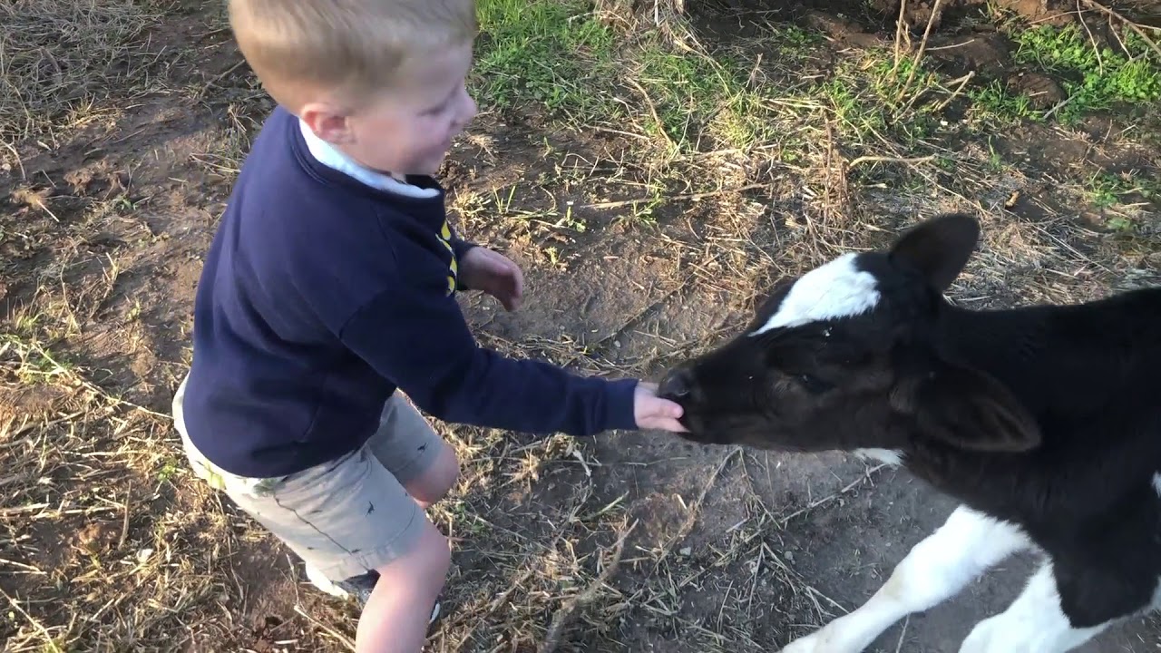 New Baby Bull Calf - YouTube